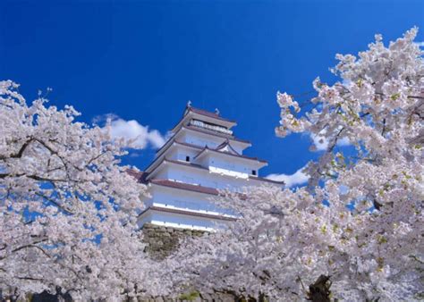 일본 벚꽃 여행 도쿄 오사카 교토 등 전국의 벚꽃 명소와 호텔 추천 Live Japan 일본여행·추천명소·지역정보
