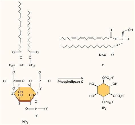 “chapter 12 Gpcrs And Rtks” In “fundamentals Of Cell Biology” On Openalg