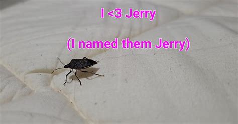 I Made A Bug Friend Album On Imgur