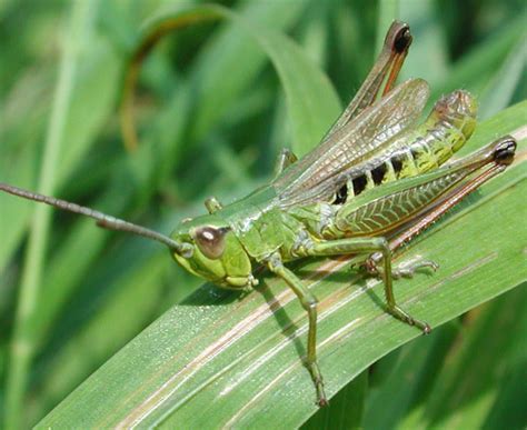 Insects 2 Recognition Of British Insects Pictures From Ants To Flies
