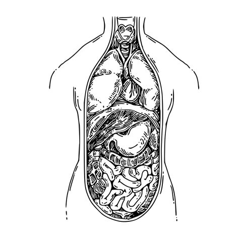 Раскраска внутренние органы человека для детей 57 фото