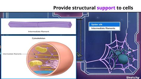 Cell Membrane Organelles Cytoskeleton Structure And Function Ppt