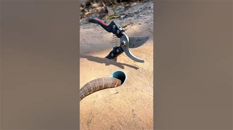 Diy Snake Trap Shortsvideo Snaketrap Snake Creativesnaketrap Youtube