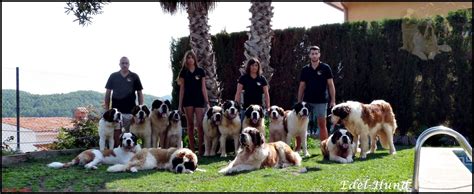 Los Inicios De San Bernardos De Edel Hund San Bernardos Edel Hund