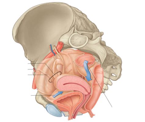 03 Female Hemipelvis Diagram Quizlet