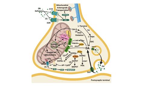 Relationships Between Mitochondrial And Dopaminergic Dysfunctions 1