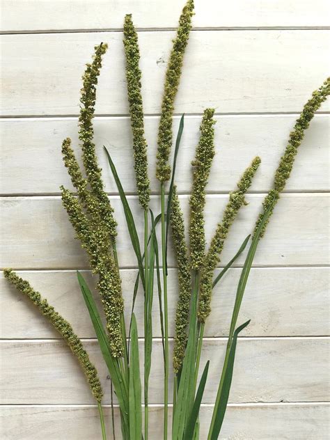 Giant Foxtail Grass Spray Green Loft Furniture Nz