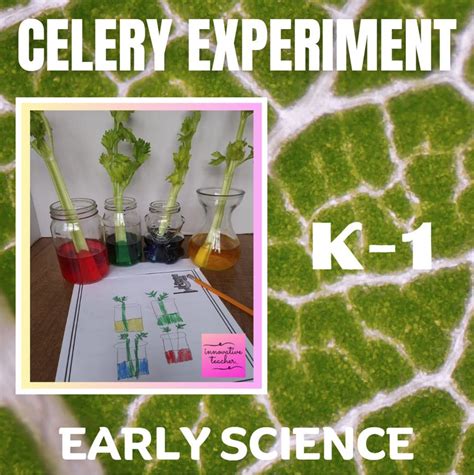 Early Science Celery Experiment K 1 Etsy