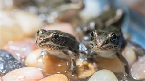 Endangered Northern Leopard Froglets Are Growing At The Oregon Zoo