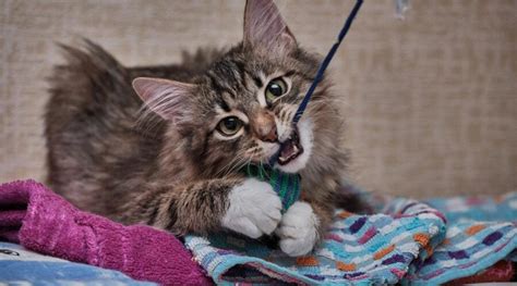 What To Do If Your Cat Eats String Love Your Cat