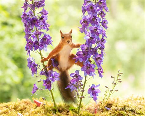 Squirrel Red Squirrel Sciurus Vulgaris Eurasian Red Squirrel