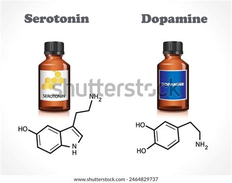 Hormonal Substances Serotonin Dopamine Diagram Science Stock Vector Royalty Free 2464829737