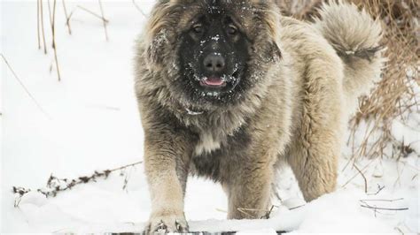 Berger du Caucase Prix de ce chien Caractère Santé Alimentation