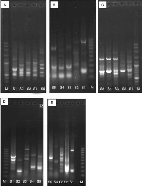 A E Rapd Gel Comparing Different Erythrina A Rapd Gel Opa 10 B