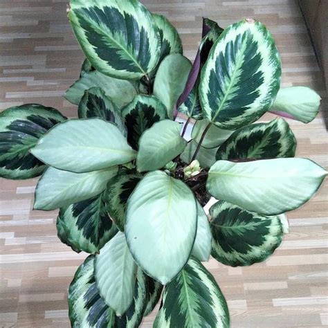 Calathea Marion A Time Lapse Journey Of Growth And Care My 2 Year Experience