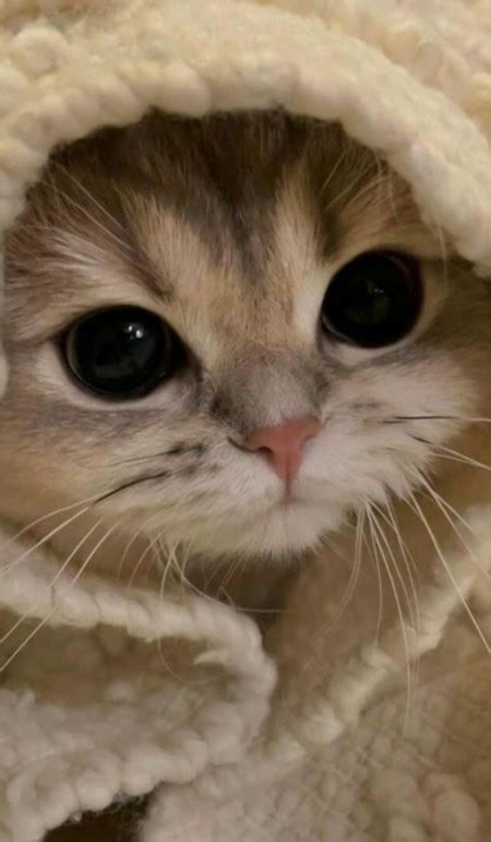 عکس های پس زمینه گربه بهترین تصاویر گربه [پیشنهادی] تاوعکس