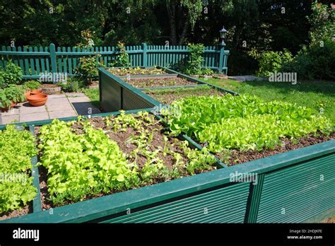 Vegetable Garden Raised Bed Vegetable Gardens Raised Beds Stock