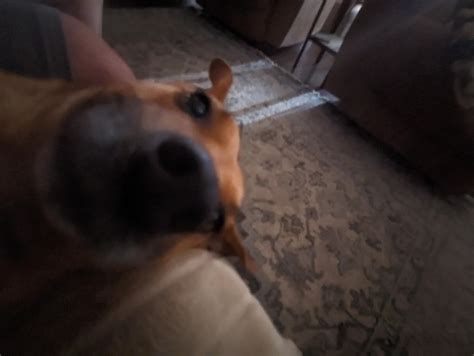 My Gf Says She Looks Like A Capybara Ranimalsbeingderps