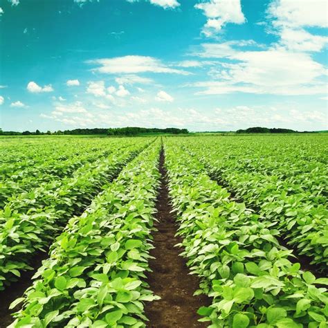 Hi Rich Seeds Linkedin