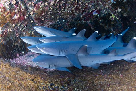 8 Shark Facts From Bellybuttons To Friendships To Environmental Health