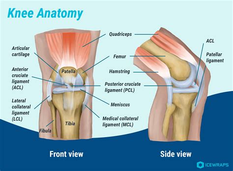Knee 101 Your Guide To Basic Knee Anatomy Icewraps