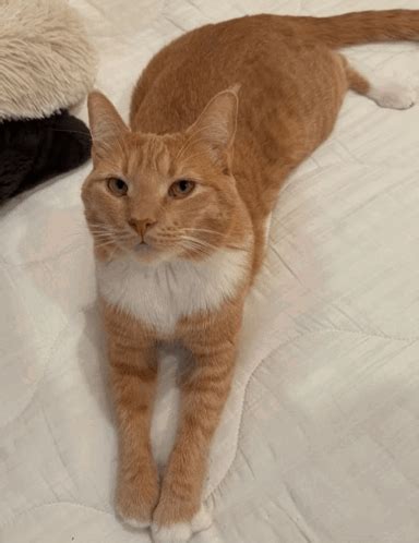 Cat Meme Cat Discover And Share S
