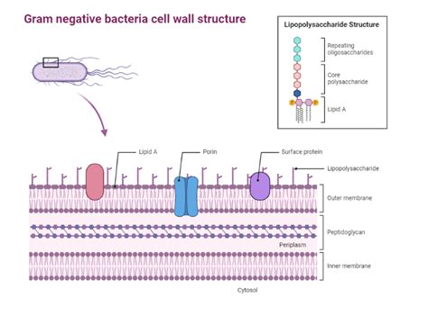Gram Negative Cell Wall Its Composition Function And Structure