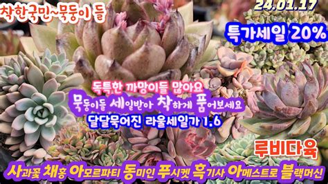 루비다육4묵둥이 20할인특가착하게사과꽃채홍아모르파티동미인푸시켓흑기사라네즈링컬마리아금아메스트로블랙머신라울등 Youtube