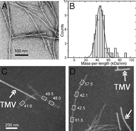 Supramolecular Organization Of Amyloid Fibrils Intechopen