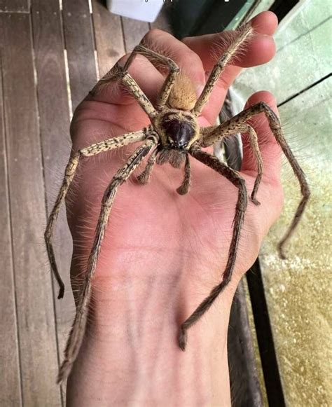 arany huntsman pók Ausztrália Huntsman spider Spiders in australia Spider