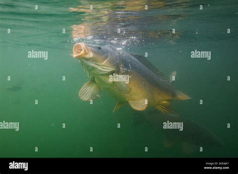 Carp Common Carp European Carp Cyprinus Carpio Mirror Carp 60 Cm