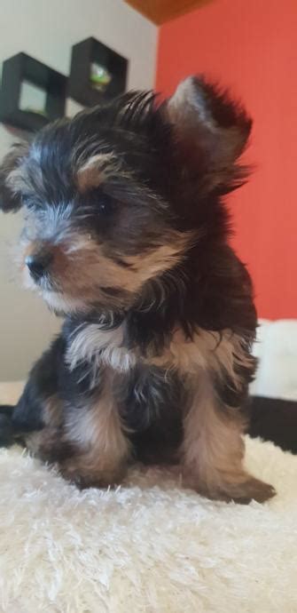 Jorksirski Terijer Mini