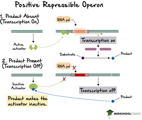Operons And Prokaryotic Gene Expression Part 2 Mcat Biology Medschoolcoach
