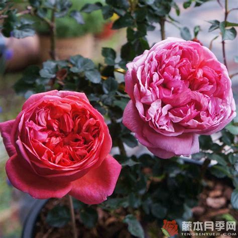 保罗克利月季 图片 优缺点介绍 藤本月季网