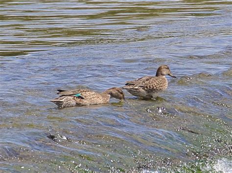 たなっちの鳥らぶ散歩 コガモ