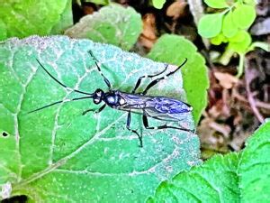 ヒメバチ科シロスジヒメバチ 奥行き1mの果樹園