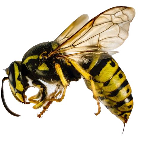 Пчела оса шмель картинки для детей