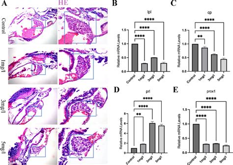Bpa Causes Liver Damage In Zebrafish Larvae A Hematoxylin And Eosin