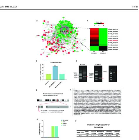 Identification Of A Novel Lncrna Transcript In Ccd A The Regulatory Download Scientific
