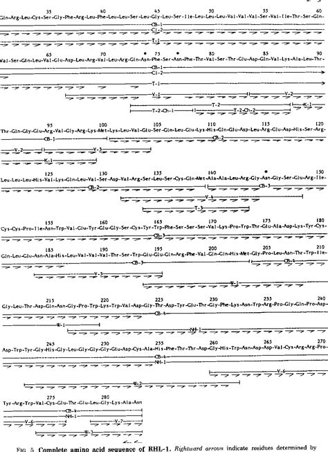 Figure 5 From Primary Structure Of The Rat Liver Asialoglycoprotein