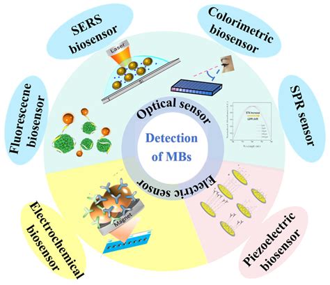 Advances In Biosensors For The Rapid Detection Of Marine Biotoxins Current Status And Future