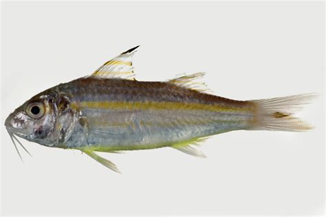 Upeneus Sulphureus