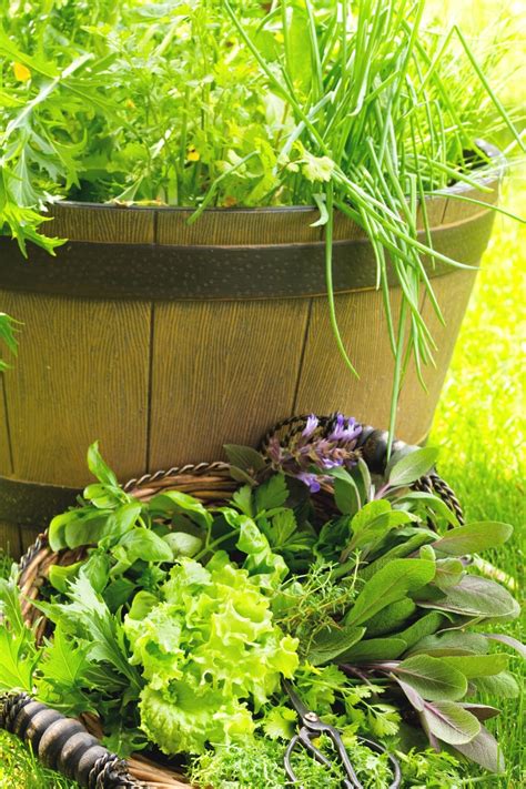 How To Grow Lettuce In Containers A Step By Step Guide