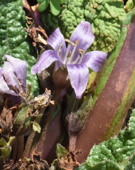 Mandragora Officinarum L Plants Of The World Online Kew Science
