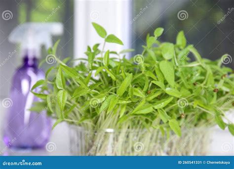Mung Bean Sprouts In Plastic Container Indoors Stock Image Image Of