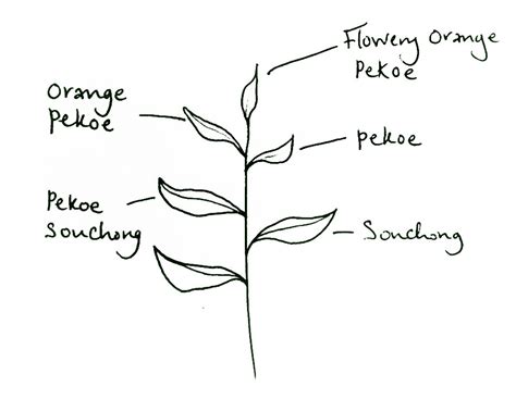 Your Guide To Tea Grading Tea House Emporium