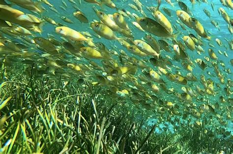 Aufrande Dynamiques Des Écosystèmes Côtiers Dyneco