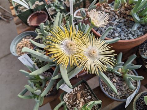 Cheiridopsis Denticulata Lobster Claws Succulent Trex Plants