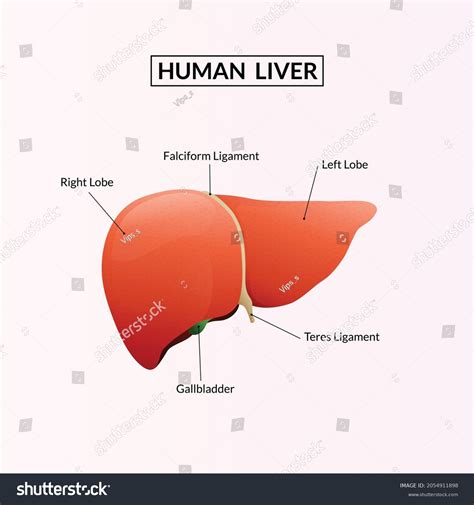 Human Liver Anatomy Vector Illustration Stock Vector Royalty Free Shutterstock