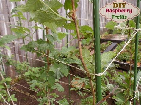 Trellis Diy Raspberry Trellis Support System For Gardening Miraclegroproject Raspberry